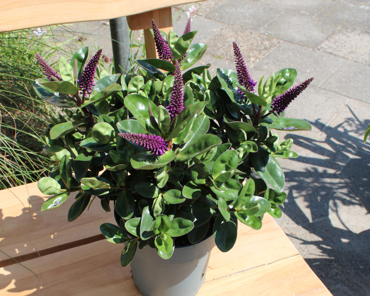 Plant van de maand: Hebe Addenda | REMY tuincentrum